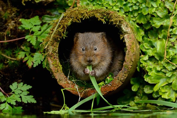 RSPB Rainham Marshes nature reserve | East London | c2c