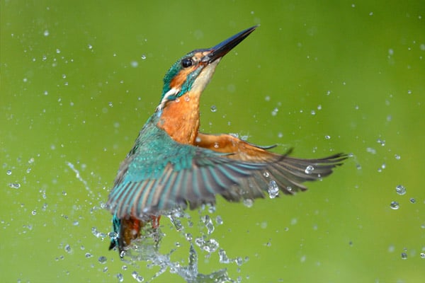 RSPB Rainham Marshes nature reserve | East London | c2c